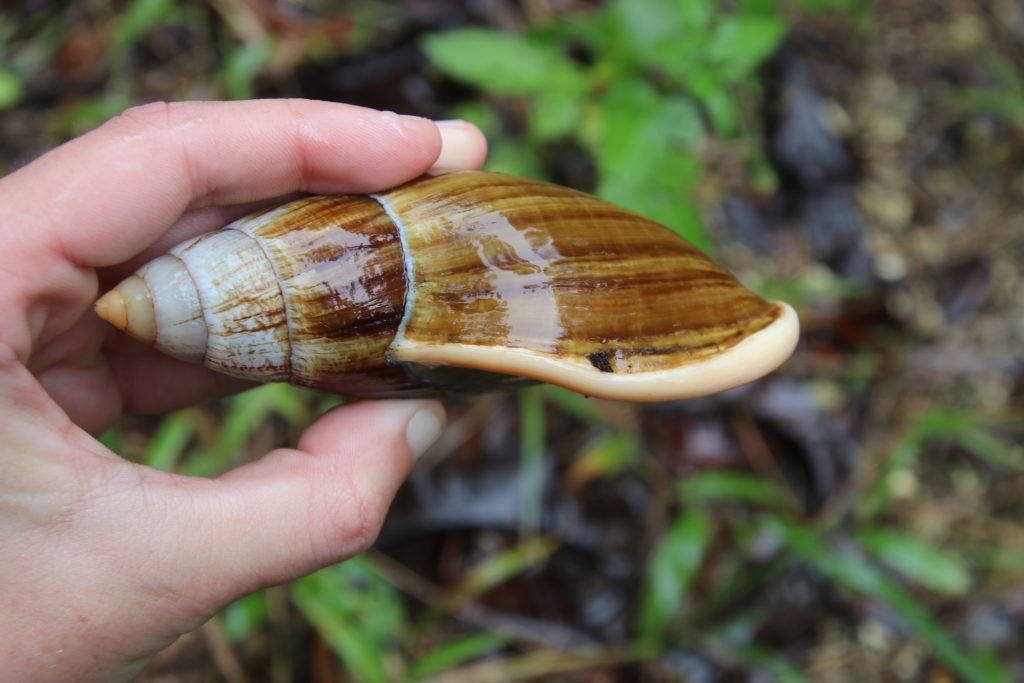 Ile des Pins - Nouvelle Calédonie - Travel and run